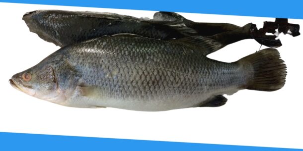 Health Benefits and Facts About Barramundi Fish
