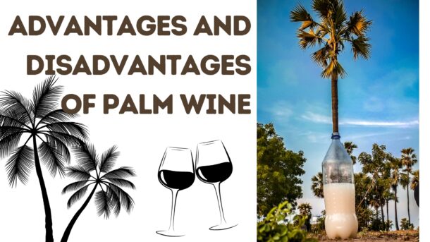 Advantages and Disadvantages of Palm Wine (Toddy)